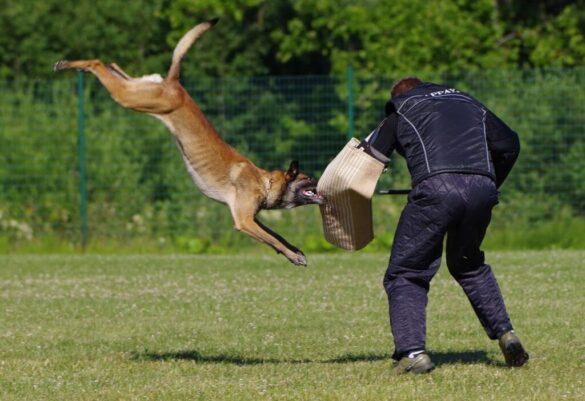 Secure Your Safety: Professional Protection Dog Training